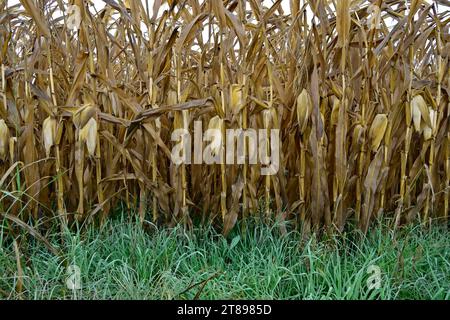 Corncob on the Corn Stem Stock Photo - Alamy