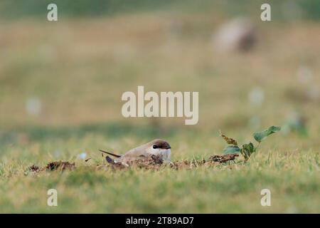 Small pratincole bird in India Stock Photo - Alamy