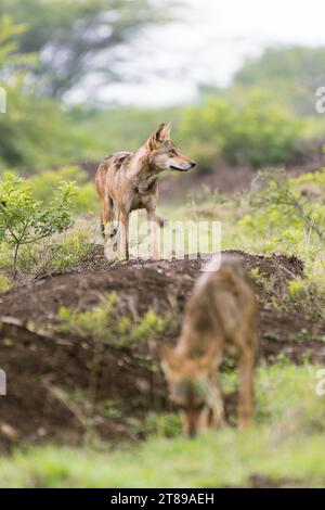 Indian grey wolf pack Stock Photo - Alamy