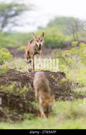 Indian grey wolf pack Stock Photo - Alamy