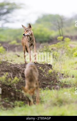 Indian grey wolf pack Stock Photo - Alamy