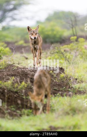 Indian grey wolf pack Stock Photo - Alamy
