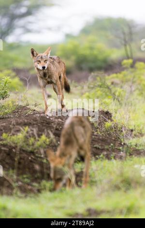 Indian grey wolf pack Stock Photo - Alamy