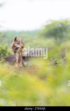 Indian grey wolf pack Stock Photo - Alamy