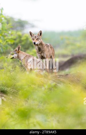 Indian grey wolf pack Stock Photo - Alamy