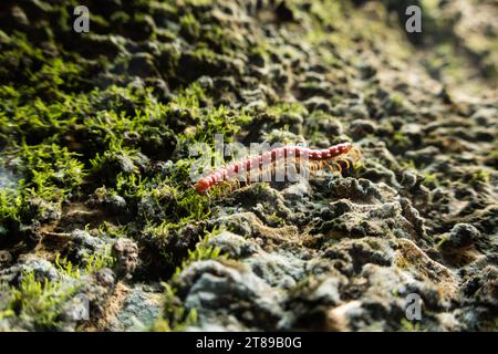 Red millipede (polydesmid, strigamia, chelodesmidae) in Sumatra ...