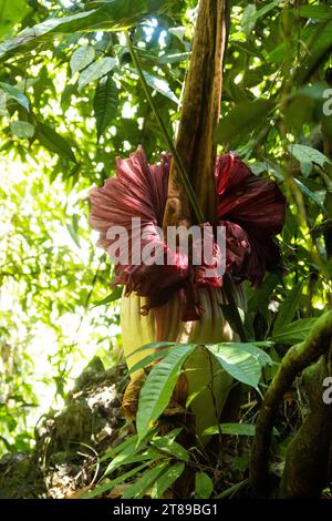 Wild Titan arum (Amorphophallus titanum) flower in Sumatra Stock Photo ...