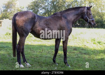 18.08.2023, Vogelsdorf, Brandenburg, GER - Altes Pferd mit Cushing ...