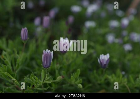 An african daisy flowers closing in the evening, shallow focus Stock ...
