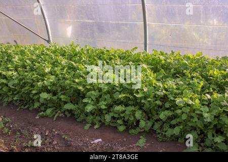 plantation of turnips growing fast in a greenhouse Stock Photo - Alamy