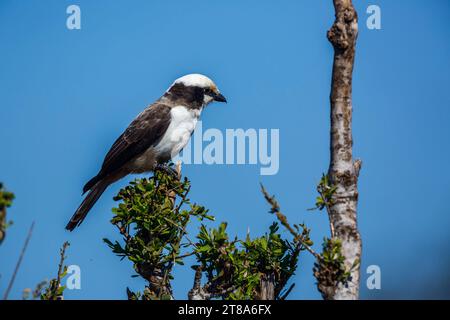 White crowned Shrike standing on a pole isolated in natural background ...