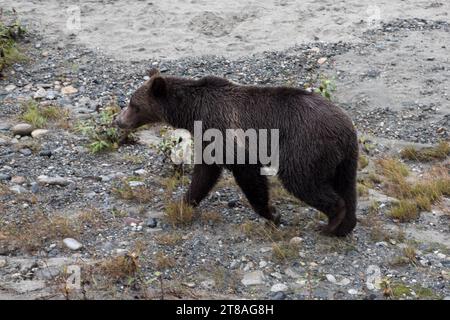 Grizzly Bear at the banks of Orford River near Bute Inlet in the ...