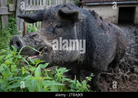 Dirty vietnamese boar on the farm in mud Stock Photo - Alamy