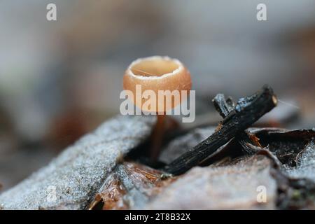 Ciboria caucus, known as catkin cup, early spring fungus from Finland ...