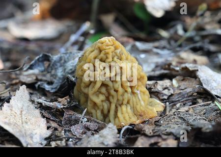 wrinkled thimble morel (Verpa bohemica Stock Photo - Alamy