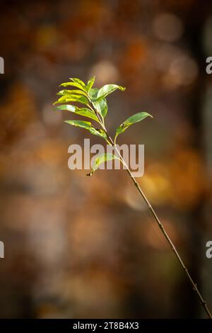 Forsythia branch with green leaves on a sunny day. Forsythia bush in ...