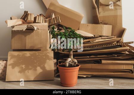 Stack of Cardboard Waste and Ficus potted plant at home. Concepts of ...