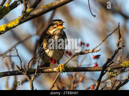 Redwing migratory bird eating a red rowan berry Stock Photo - Alamy