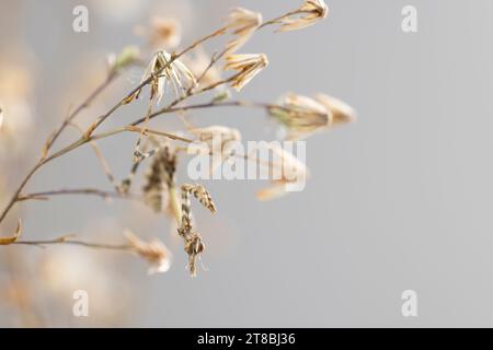 Portrait of conehead mantis, mantis native to the Middle East that can ...
