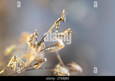 Portrait of conehead mantis, mantis native to the Middle East that can ...