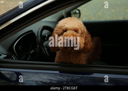 Cute dog inside black car, view from outside Stock Photo - Alamy