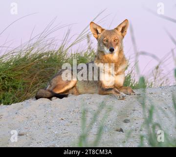 Coyote (Canis latrans) in sand dunes, Baja California, Mexico Stock ...