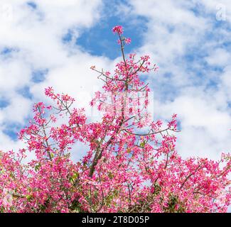 Ceiba tree color flower, isolated white background Stock Photo - Alamy
