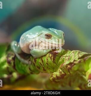A closeup of an Australian green tree frog (Ranoidea caerulea) on a ...