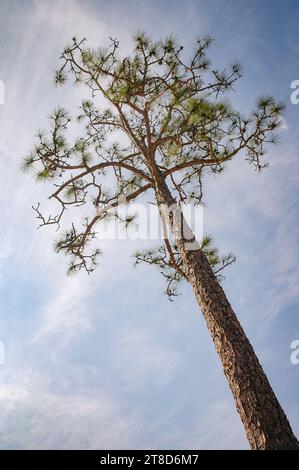 The Croatan National Forest on the Atlantic coast of North Carolina ...