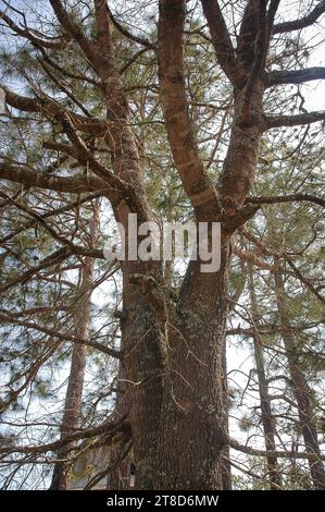 The Croatan National Forest on the Atlantic coast of North Carolina ...