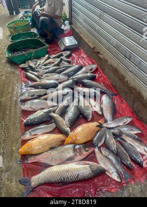 Fish Market, Chittagong, Bangladesh Stock Photo - Alamy