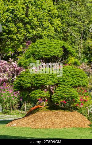 Japanese Yew Tree (Podocarpus Macrophyllus) growing in the Chinese ...