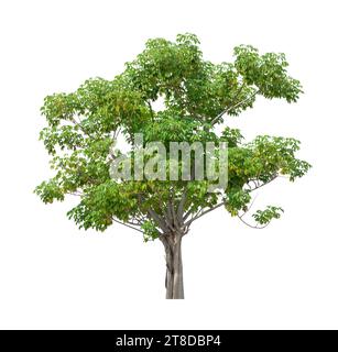 Cochlospermum regium or yellow silk cotton tree isolated on white ...