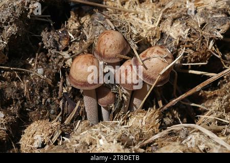 Panaeolus cinctulus, commonly known as the banded mottlegill, weed ...