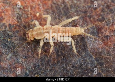 Stonefly larva (Plecoptera Stock Photo - Alamy