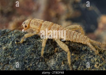 Stonefly larva (Plecoptera Stock Photo - Alamy