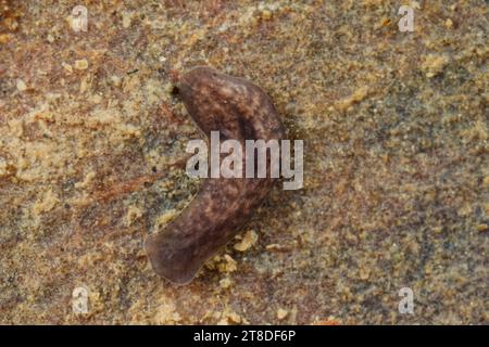 Planarian flatworm (Polycelis nigra Stock Photo - Alamy