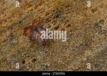 Planarian flatworm (Polycelis nigra Stock Photo - Alamy