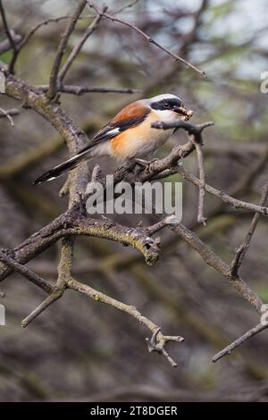 Shrike or butcher bird Stock Photo - Alamy
