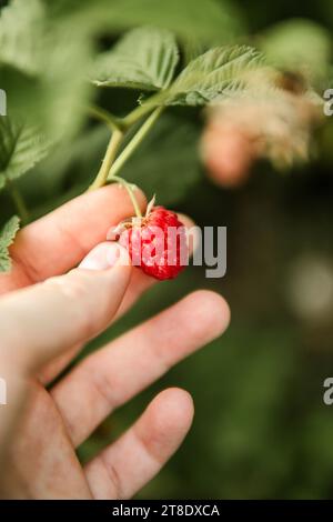 Hand picked freshly raspberries in garden Stock Photo - Alamy