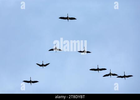 flock of crane birds with spread wings Stock Photo - Alamy