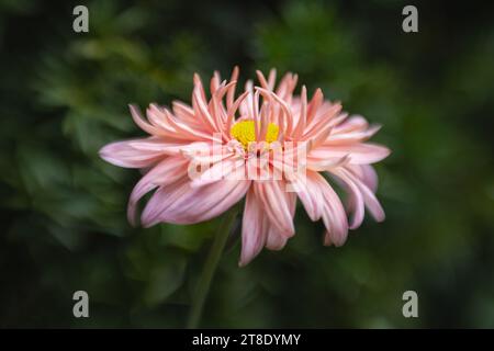 Closeup of beautiful Mum or Chrysanthemum flowers blooming in the ...