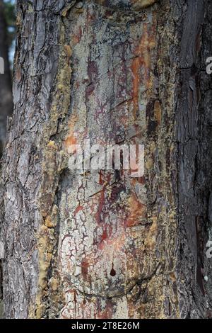 Maritime Pine (AKA Stone Pine) : Pinus pinea. Scar left by resin ...