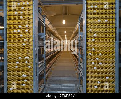 Waterfall type egg collection system. Fully automatic egg collection ...