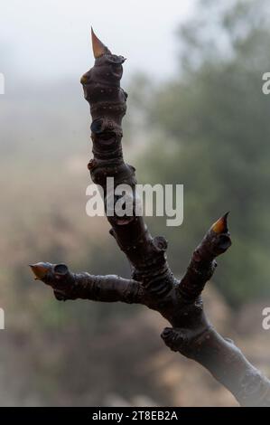 Spring buds appear on a tree near Eliot House, rear, at Harvard ...