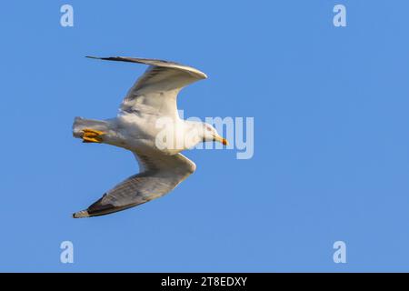 A yellow legged gull flying on a sunny day in springtime, blue sky ...