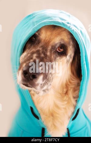 Big dog wearing bright blue hood Stock Photo - Alamy