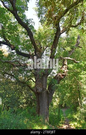 Roble cerrioide (Quercus cerrioides) is an deciduous tree endemic to ...