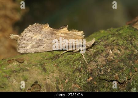 Detailed closeup on the Pale Prominent moth,Pterostoma palpina, with it ...