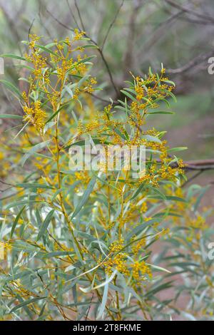 Mulga (Acacia aneura) is a shrub or small tree native to arid regions ...